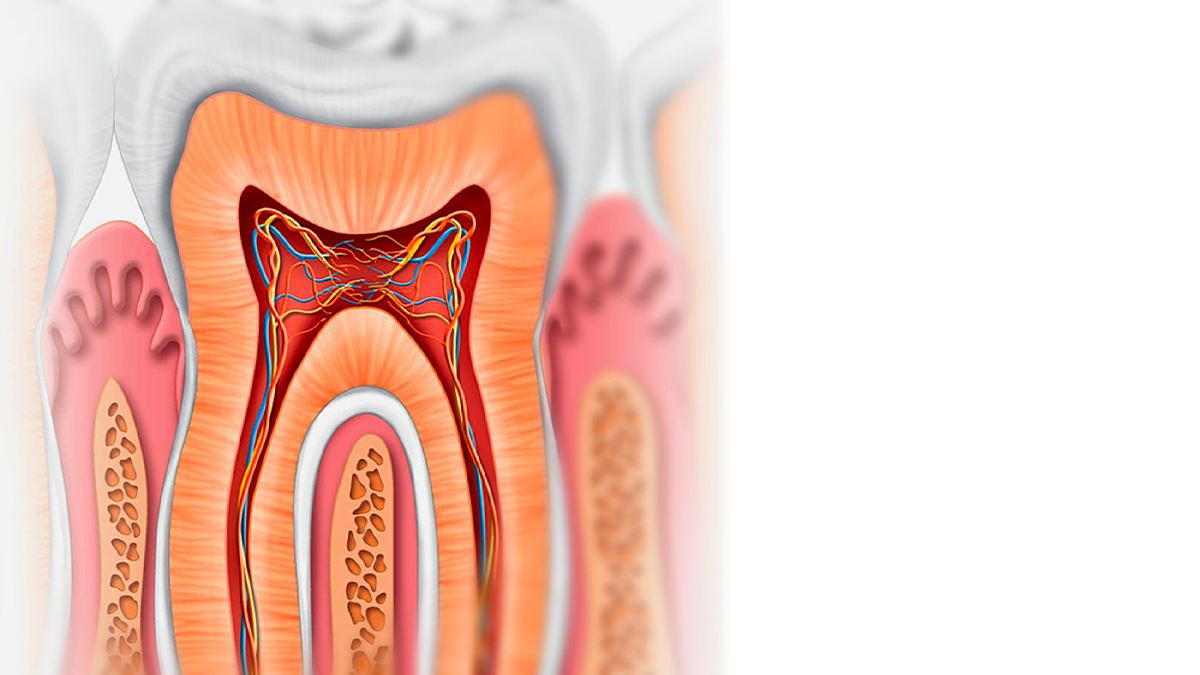 Osso Alveolar: Entenda aqui - Blog do Portal Educação